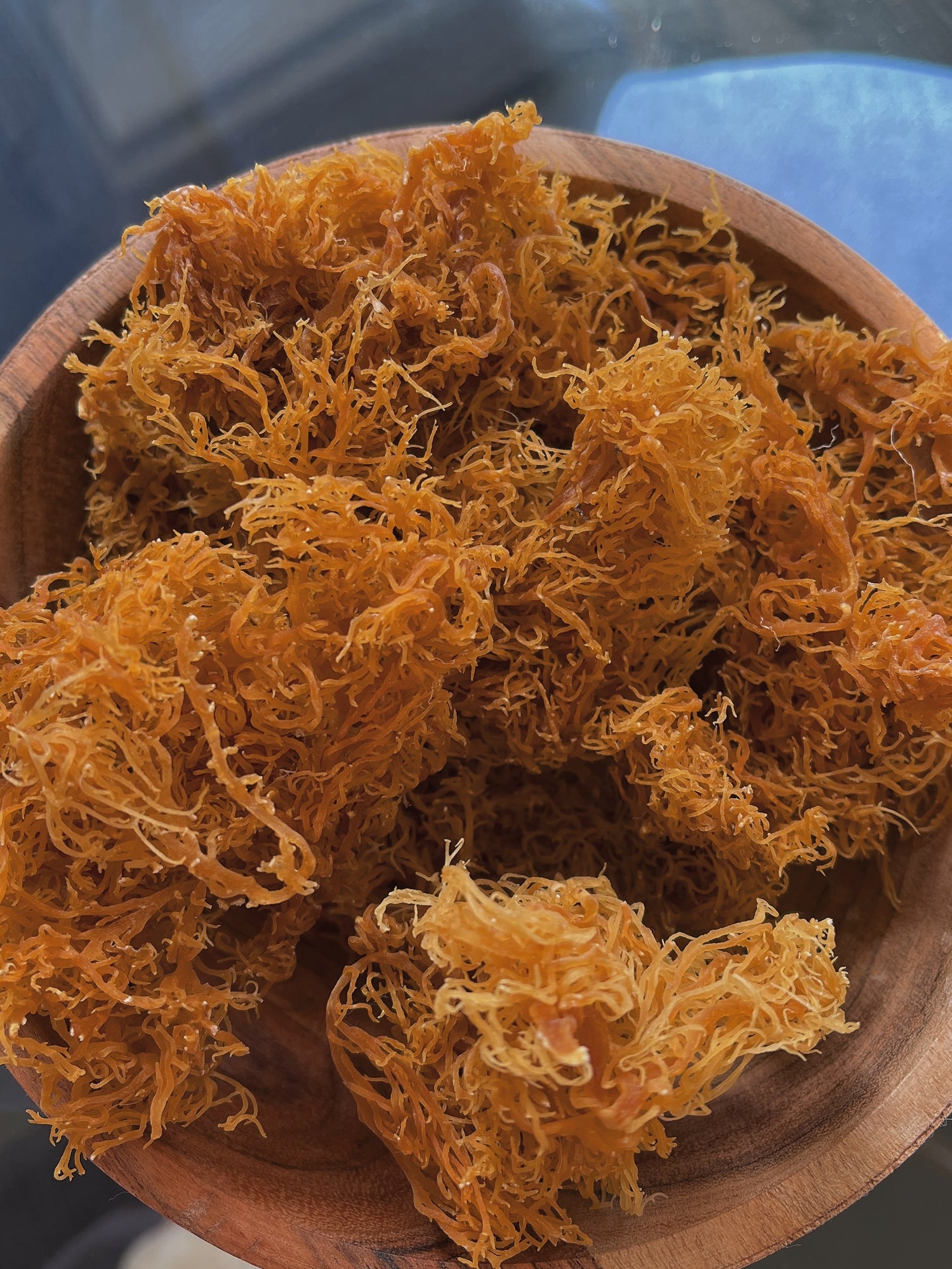 Morphit Sea Moss – MORPHIT SEA MOSS